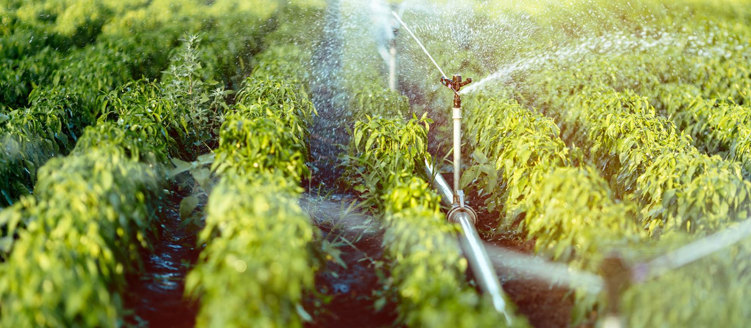 Irrigação Automática - Equipe Garden Paisagismo